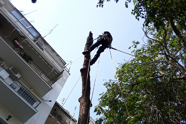 Η ΕΤΑΙΡΕΙΑ - TREE ROPES - ΚΟΠΗ & ΚΛΑΔΕΜΑ ΔΕΝΤΡΩΝ