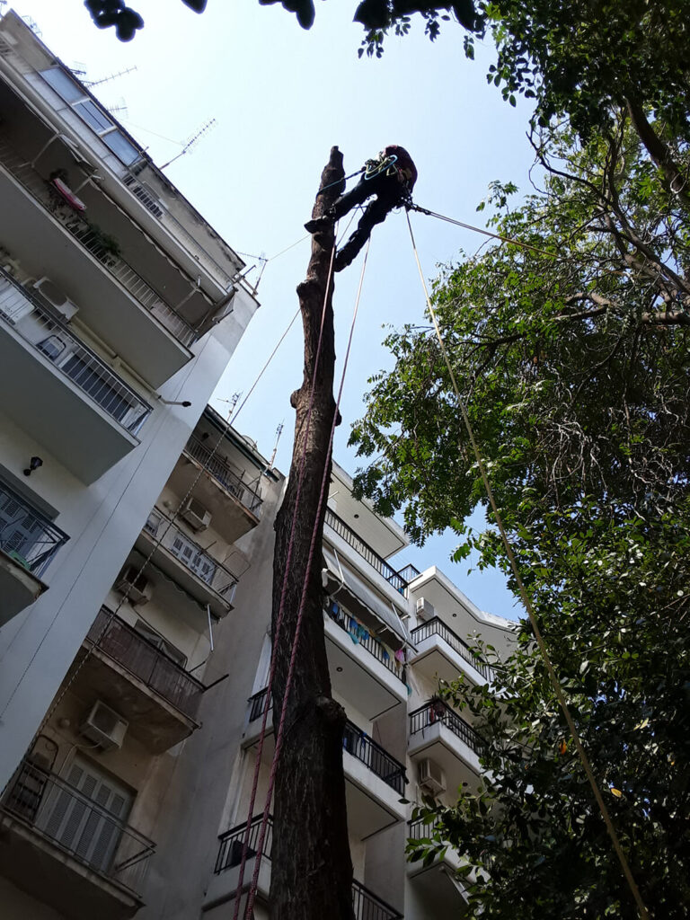 ΥΠΗΡΕΣΙΕΣ - TREE ROPES - ΚΟΠΗ & ΚΛΑΔΕΜΑ ΔΕΝΤΡΩΝ