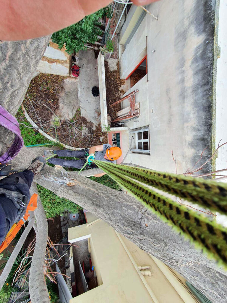 ΥΠΗΡΕΣΙΕΣ - TREE ROPES - ΚΟΠΗ & ΚΛΑΔΕΜΑ ΔΕΝΤΡΩΝ